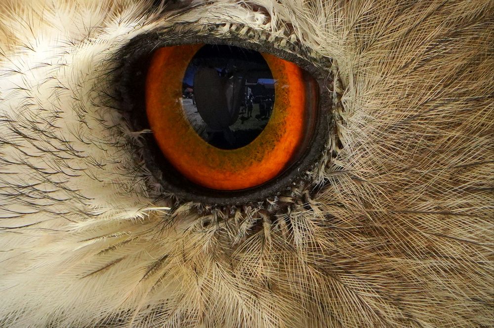 El ojo que todo lo ve Imagen & Foto | animales, aves, nature Fotos de ...