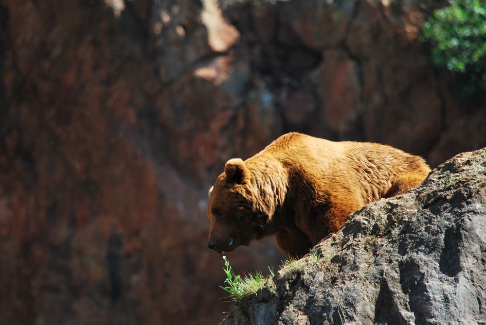 El Oso. Imagen & Foto | animales, naturaleza Fotos de fotocommunity