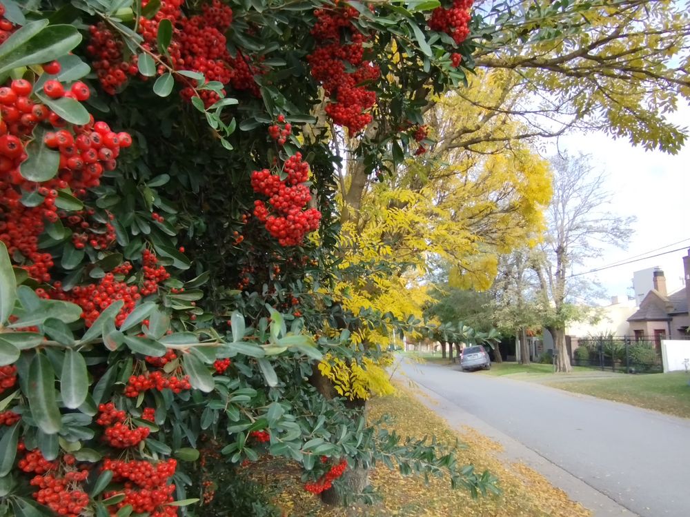 EL OTOÑO Y SUS COLORES Imagen & Foto | naturaleza diversa , plantas ...