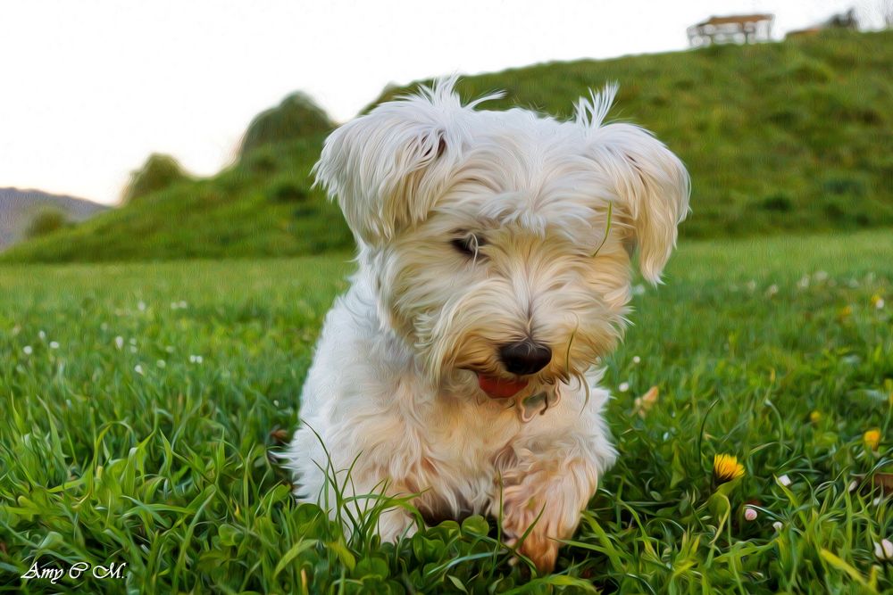 " EL PERRO ES EL ÚNICO ANIMAL EN LA TIERRA QUE TE AMA MÁS A TÍ, QUE A ...