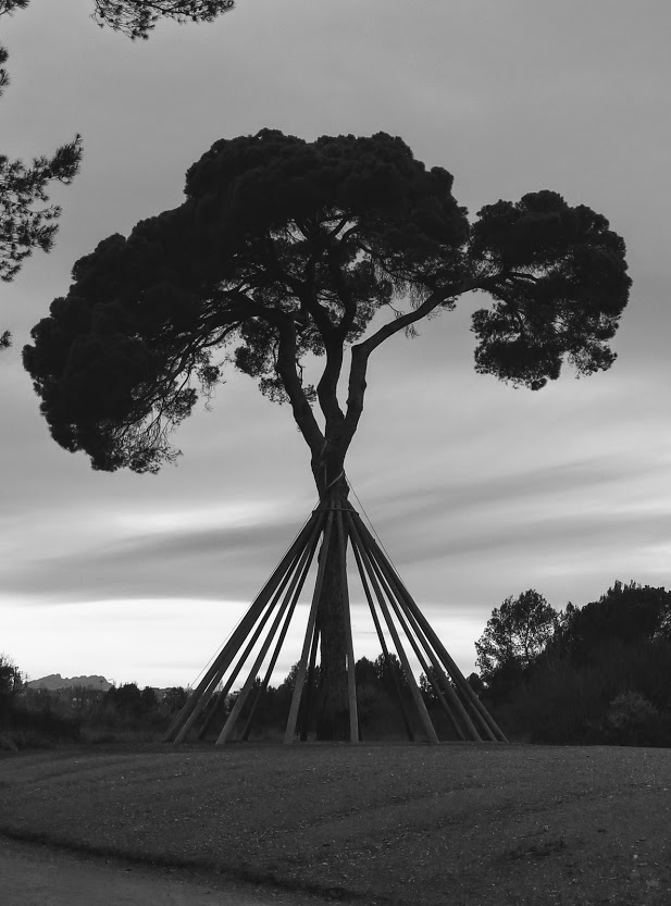 El pi d'en Xandri Imagen & Foto | fotos, nature, photography Fotos de ...