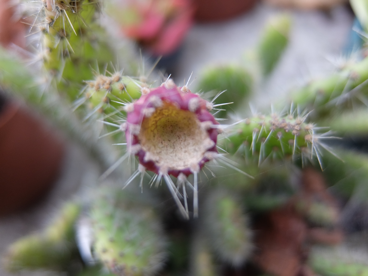 EL PIMPOLLO VACIO Imagen & Foto | naturaleza diversa , estaciones del ...