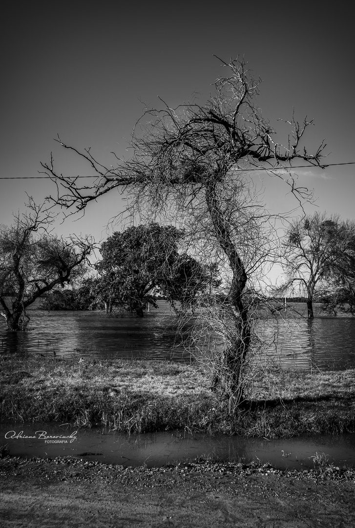 El Árbol Seco Imagen & Foto | paisajes, photography, naturalez Fotos de ...