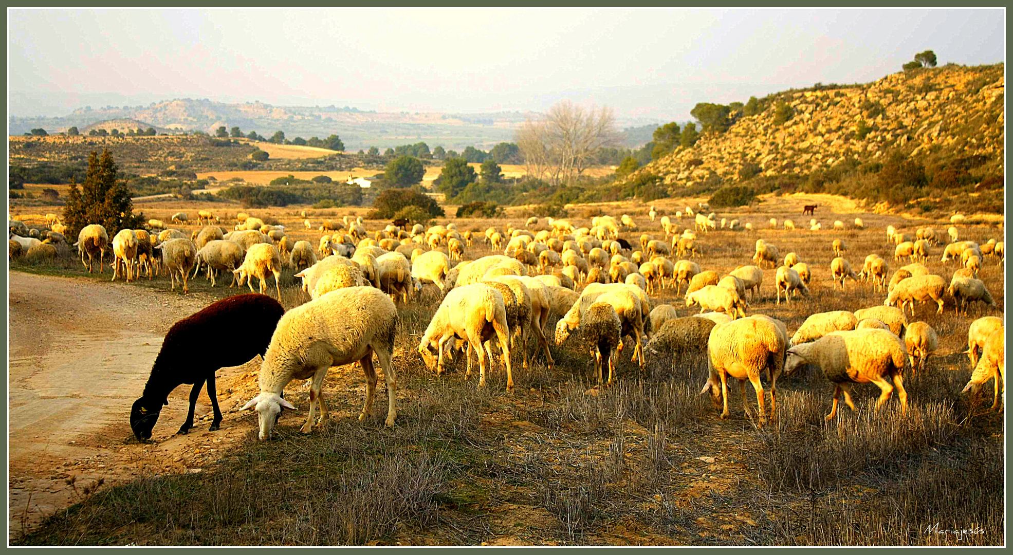 El rebaño Imagen & Foto | animales, animales salvajes, naturaleza Fotos ...