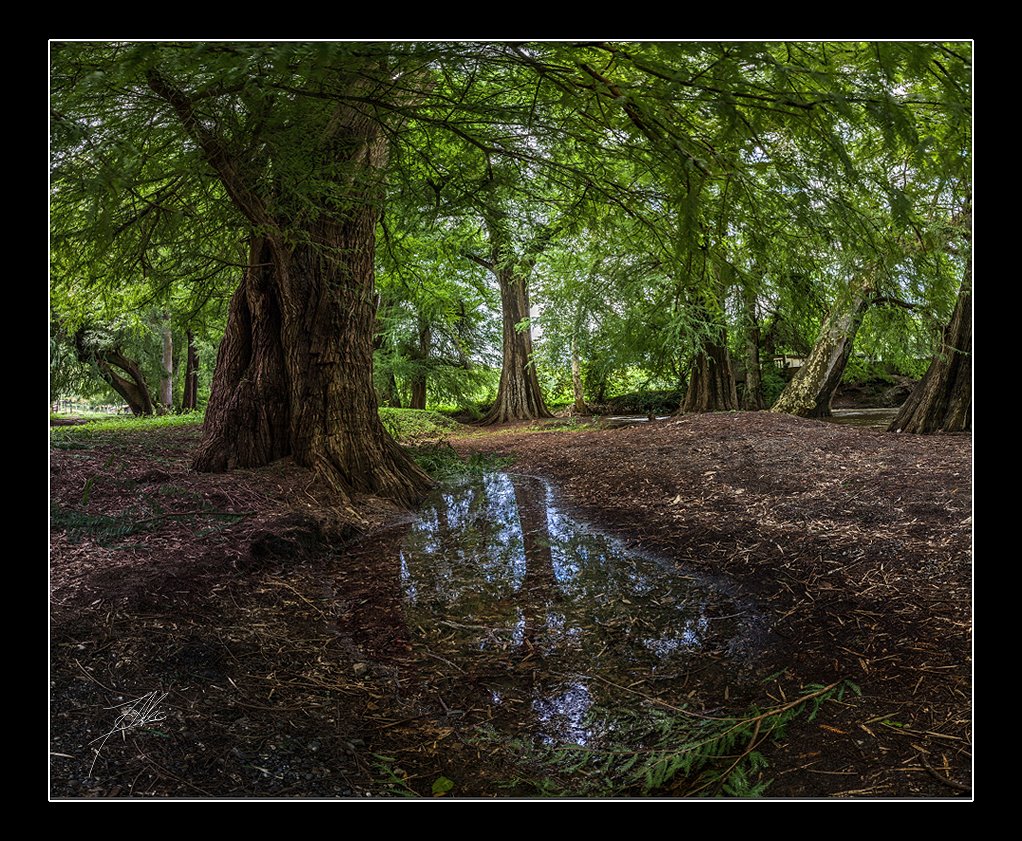 El Recorrido de los Ahuhuetes, Cd. Mendoza,ver (México) Imagen & Foto ...
