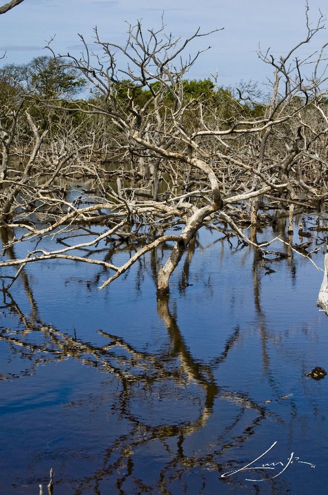 el reflejo del manglar muerto Imagen & Foto | naturaleza diversa ...