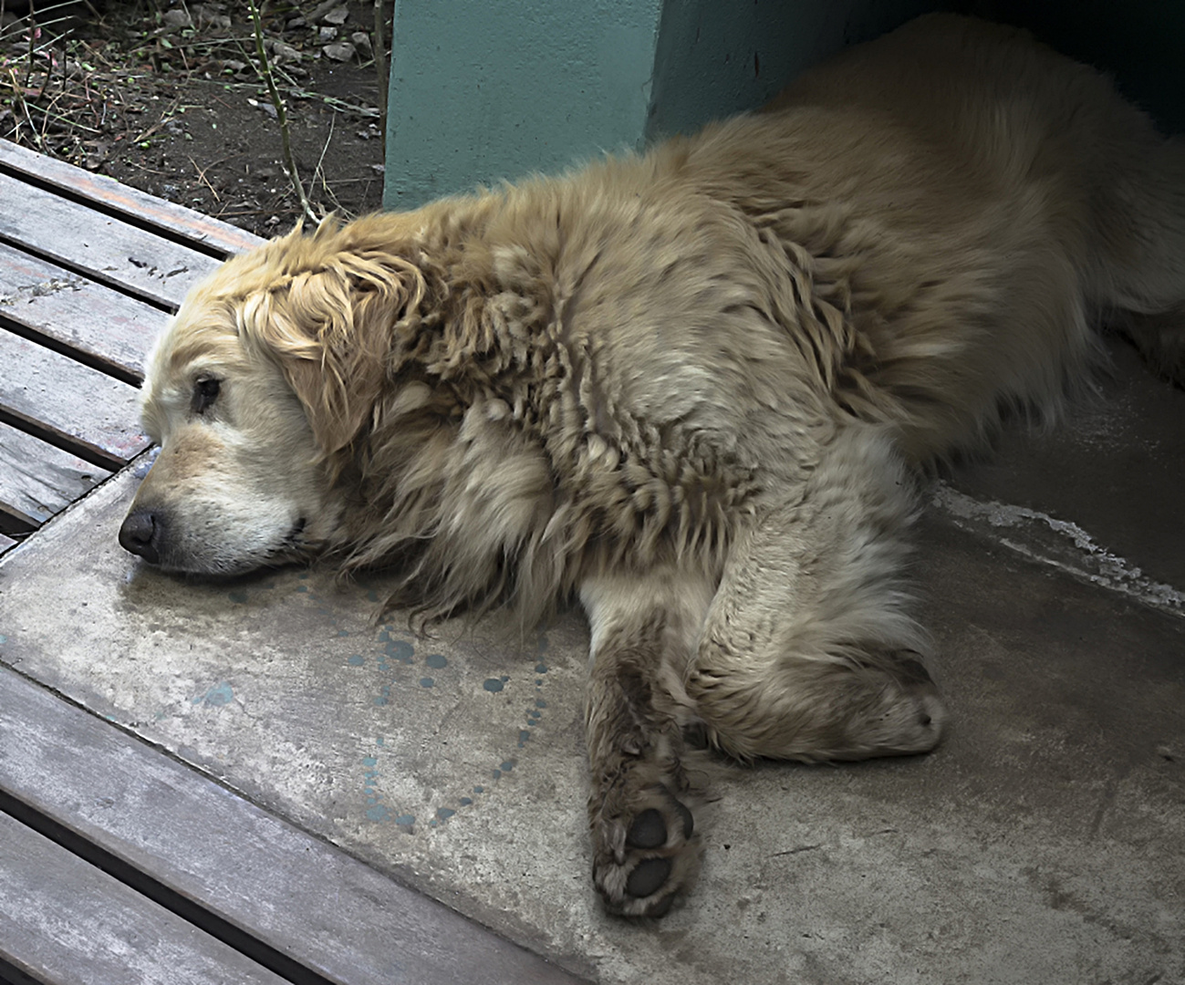 El reposo del guerrero Imagen & Foto | fotos, animales, naturaleza ...