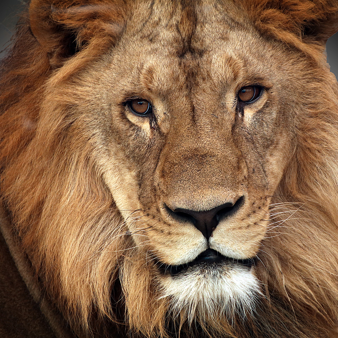 El rey de la selva Imagen & Foto | animales, naturaleza, argentina ...