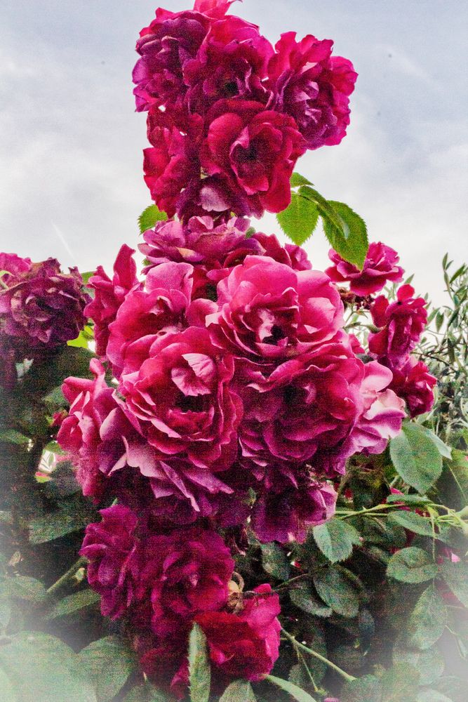 El rosal Imagen & Foto | fotos, flower, blume Fotos de fotocommunity