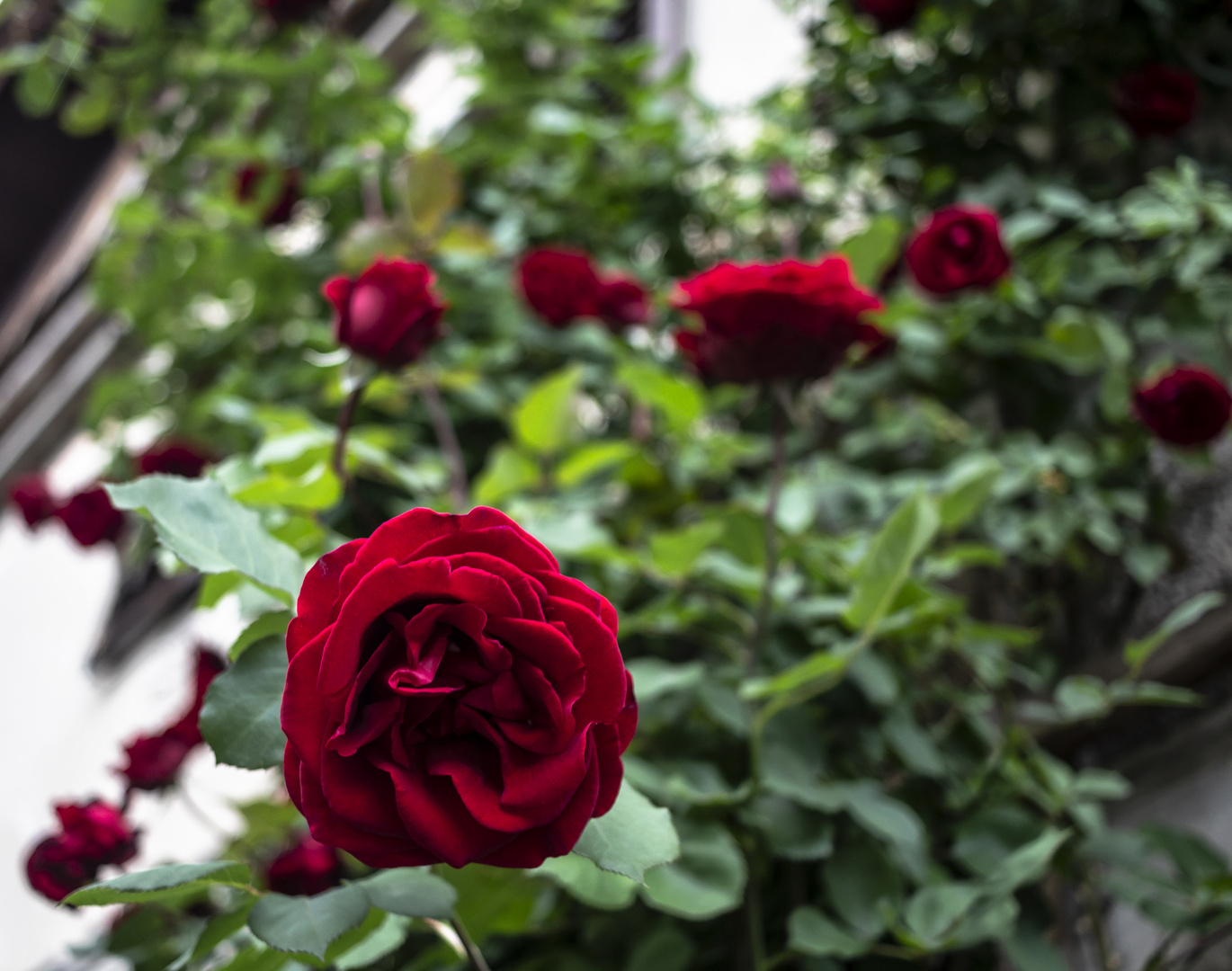 El rosal Imagen & Foto | fotos, natur, europa Fotos de fotocommunity