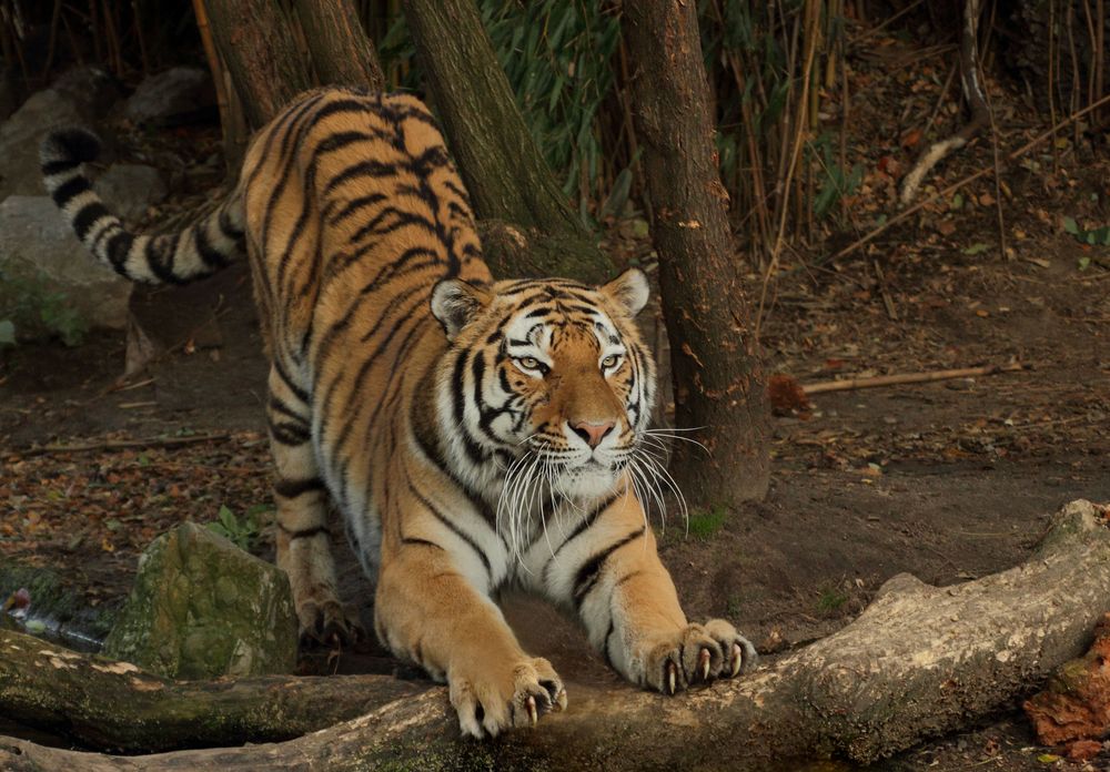 El-Roy der Strecker !!! Foto & Bild | natur, zoo, tiere Bilder auf ...