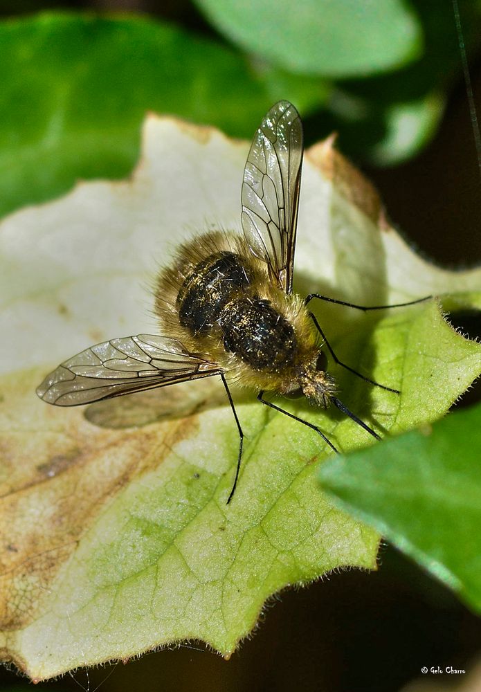 El tábano Imagen & Foto | naturaleza y paisaje, fotos, city Fotos de ...