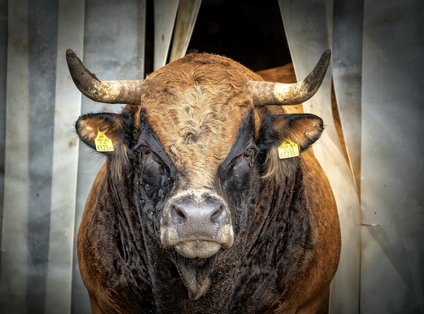 El Torro !!! Foto & Bild | natur, fliegen, schön Bilder auf fotocommunity