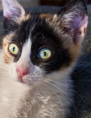 Animales domésticos Imágenes y fotos