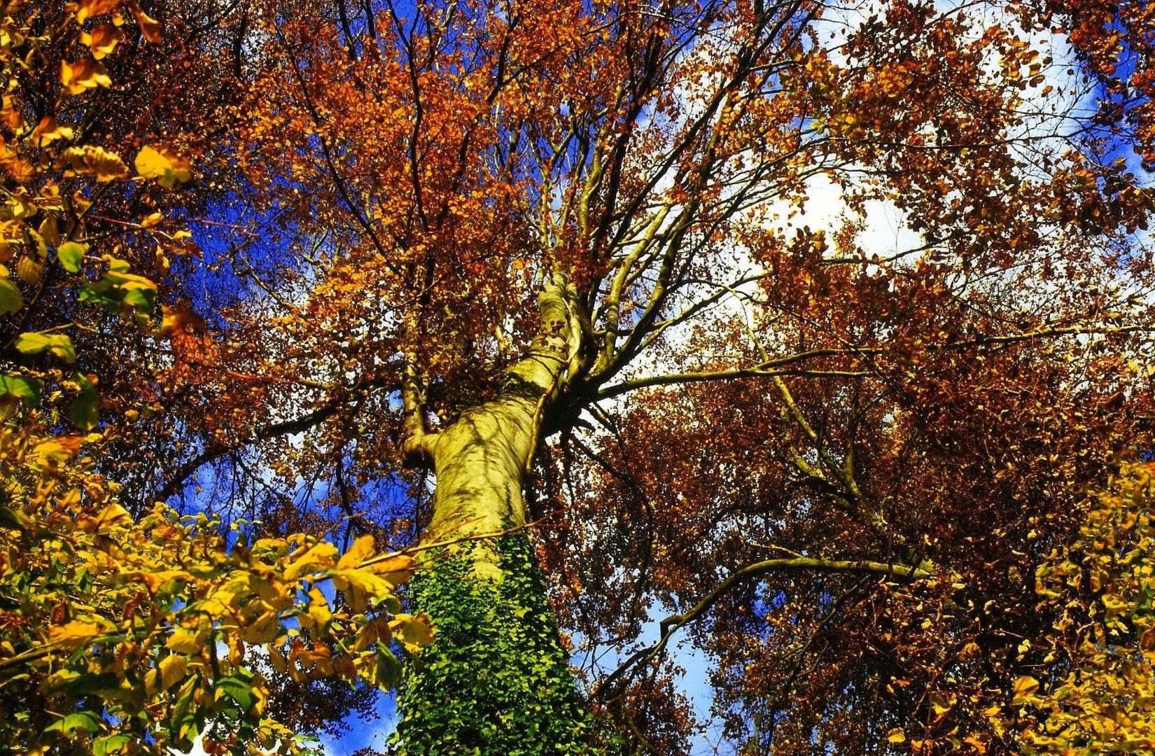 Elan de l'arbre photo et image | arbres, nature Images fotocommunity