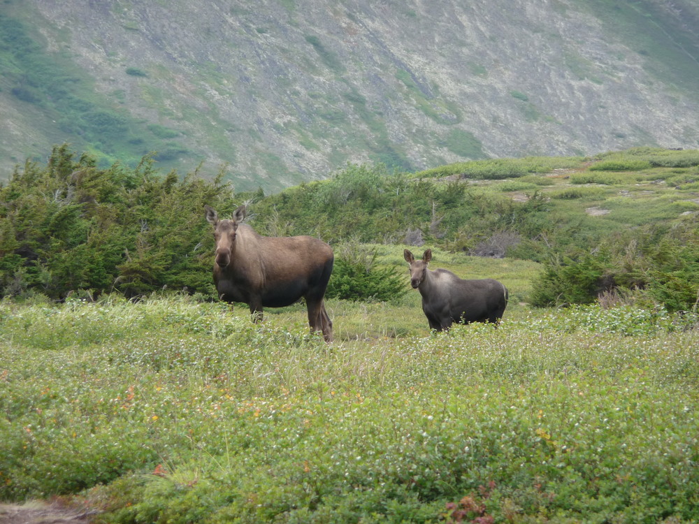 Elans - Alaska photo et image | animaux, animaux sauvages, cervidés ...