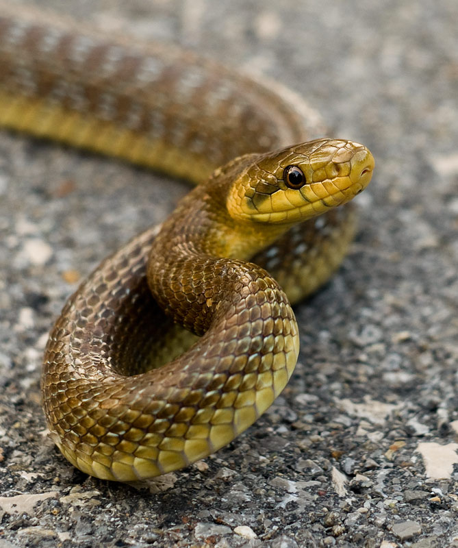 Elaphe longissima photo & image | animals, wildlife, amphibians ...