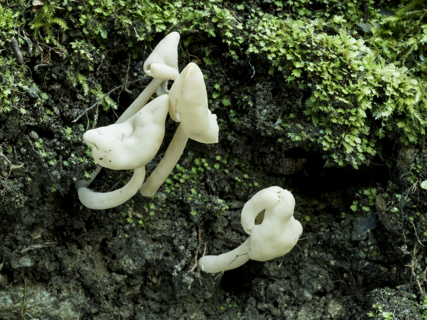 Elastische Lorchel, Glattstiellorchel Foto & Bild | natur, pilz ...
