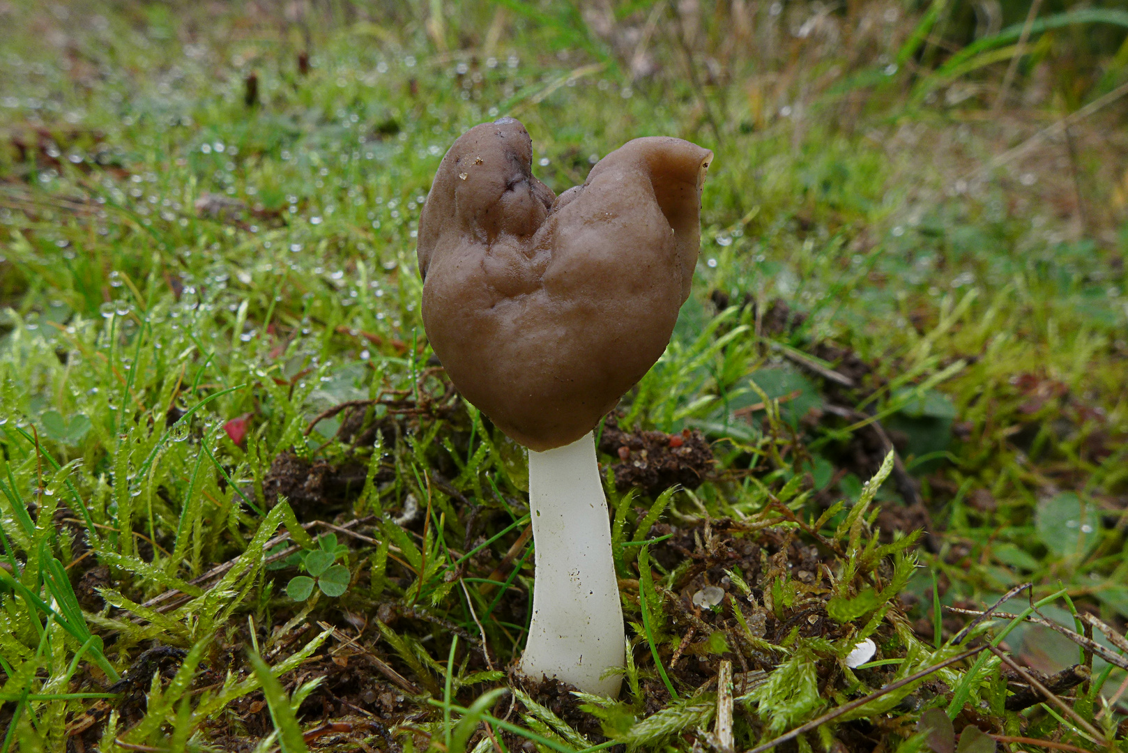 Elastische Lorchel - Helvella elastica Foto & Bild | pflanzen, pilze ...