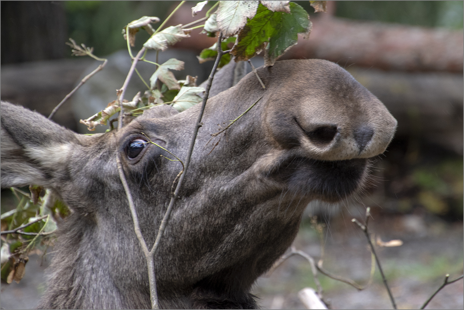 Elch Foto & Bild | tiere, zoo, wildpark & falknerei, säugetiere Bilder ...