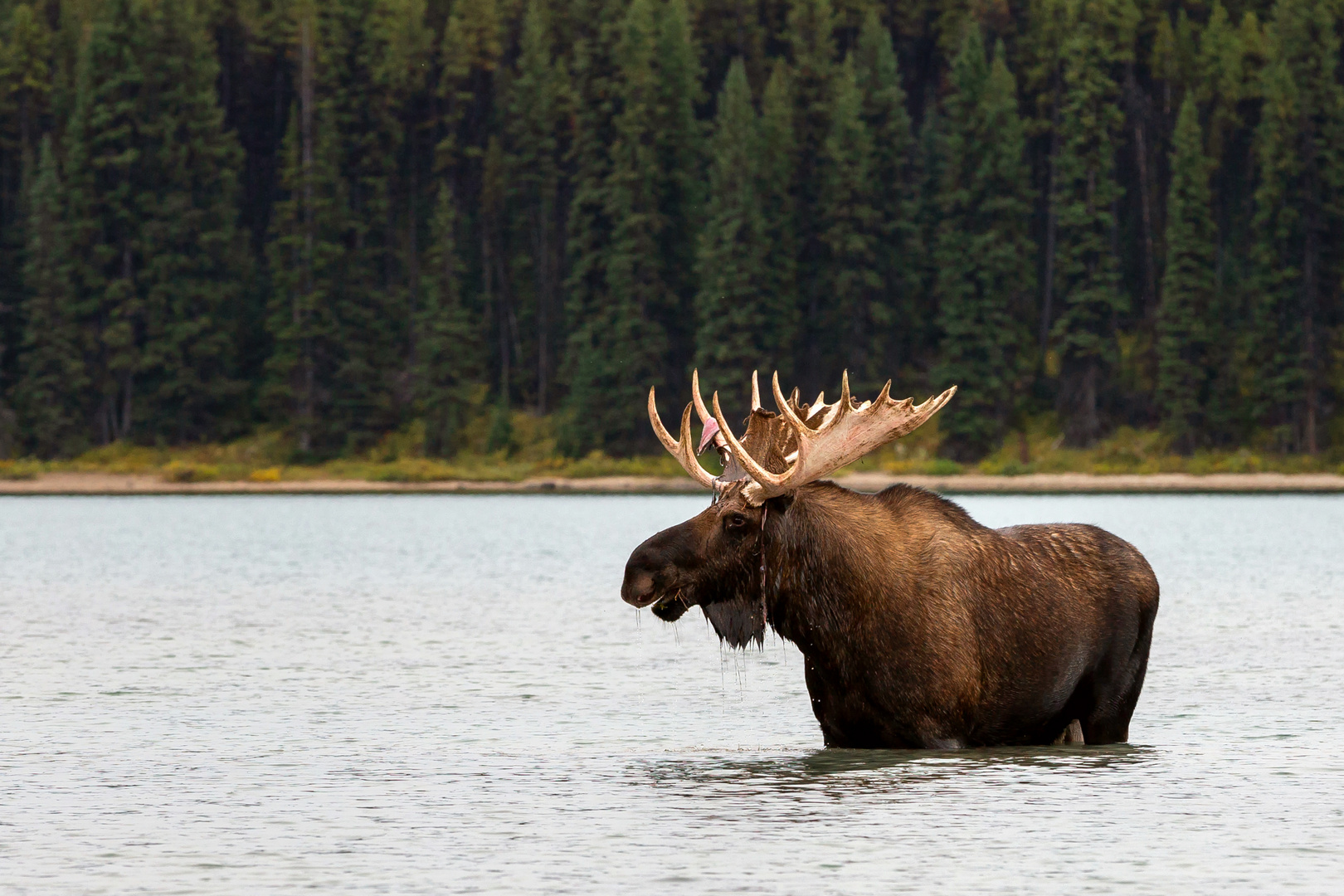 Elch Foto & Bild | nature, natur, canada Bilder auf fotocommunity