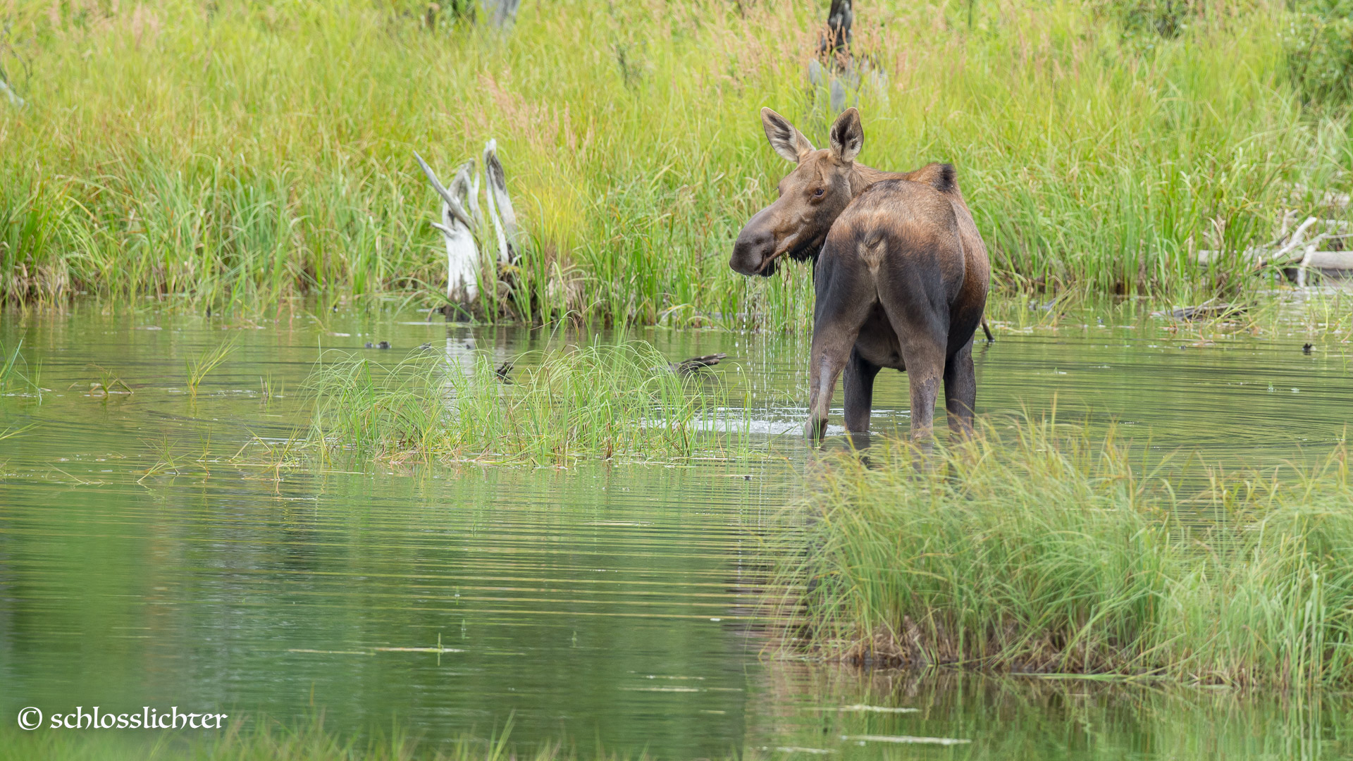 Elch Foto & Bild | tiere, wildlife, säugetiere Bilder auf fotocommunity