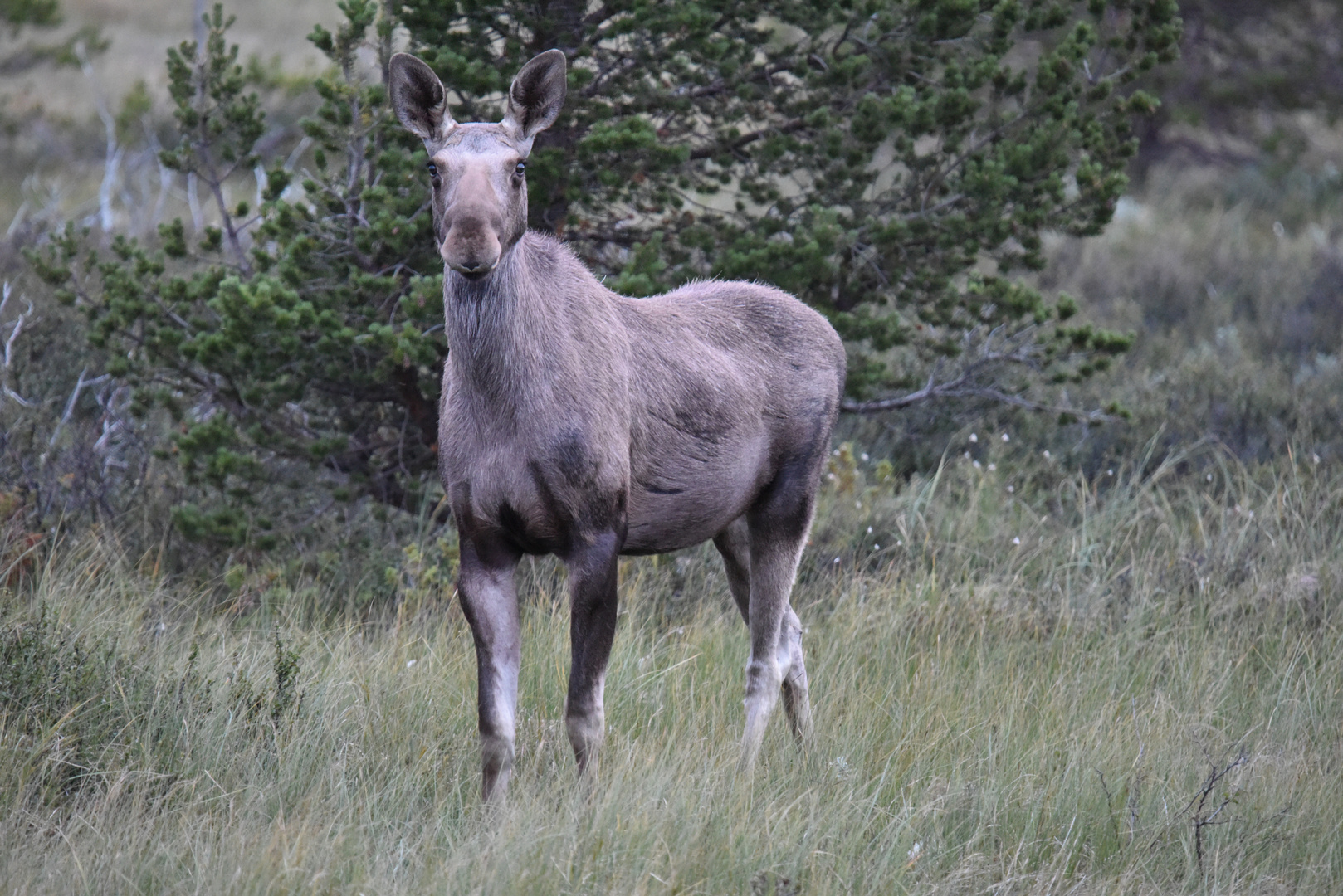 Elch Foto & Bild | natur, porträt, moose Bilder auf fotocommunity
