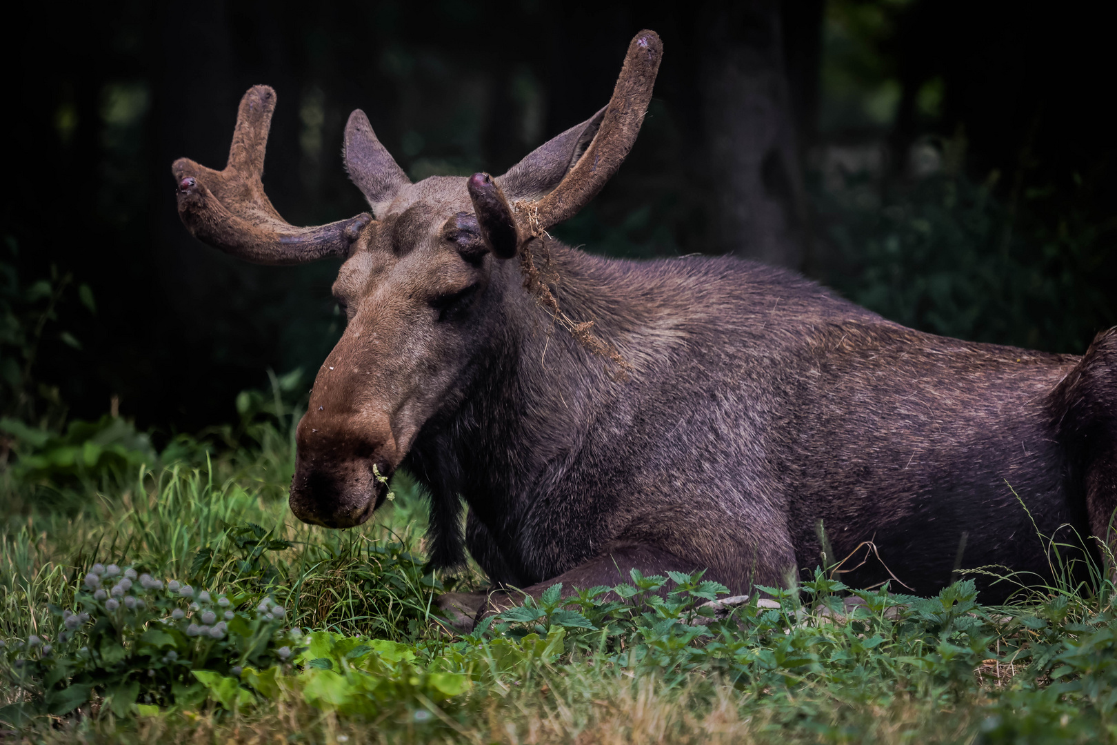Elch Foto & Bild | tiere, zoo, wildpark & falknerei, säugetiere Bilder ...