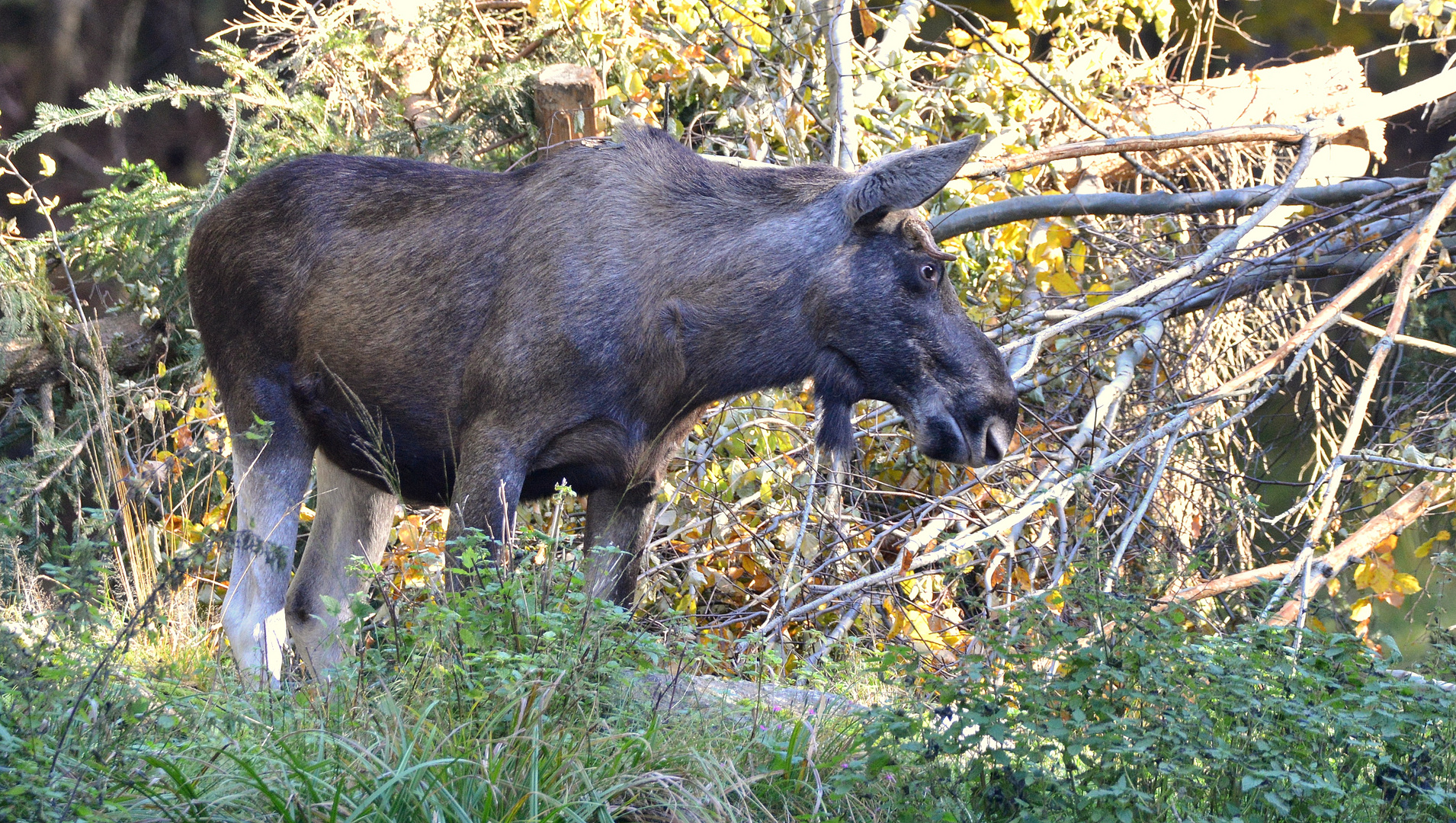 Elch Foto & Bild | tiere, zoo, wildpark & falknerei, säugetiere Bilder ...
