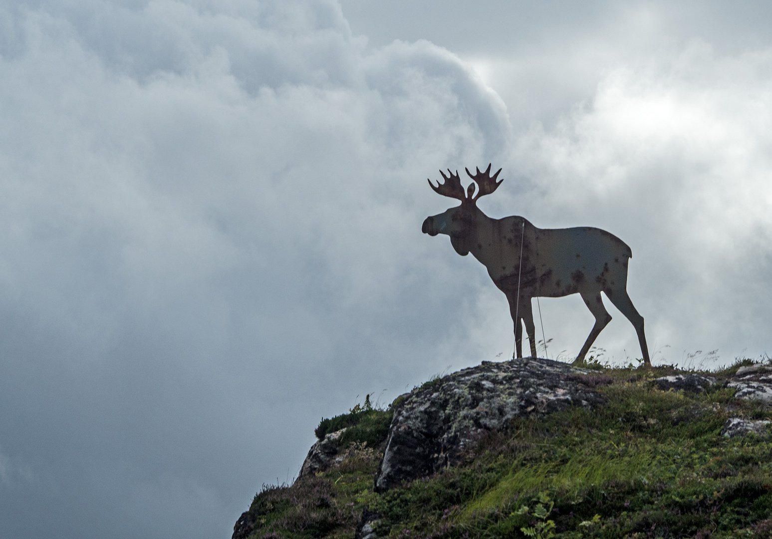 Elch Foto & Bild | Bilder auf fotocommunity