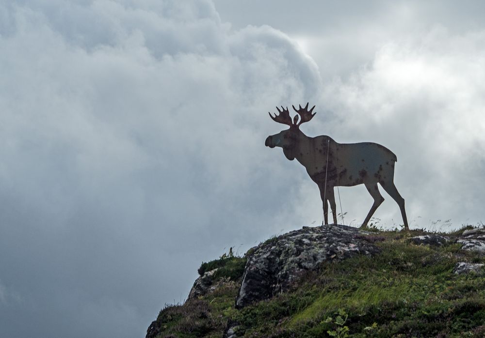 Elch Foto & Bild | Bilder auf fotocommunity