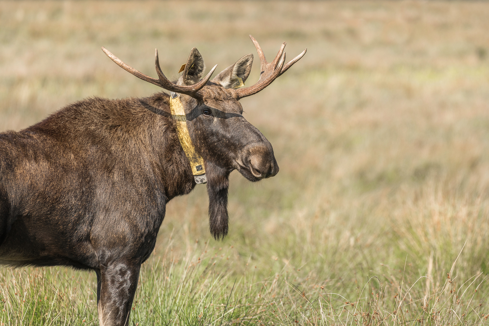 Elch (Alces alces) Foto & Bild | september, brandenburg, natur Bilder ...