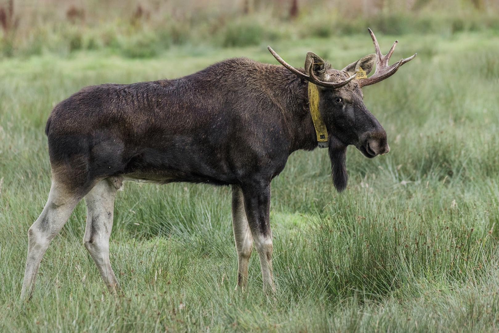 Elch (Alces alces) Foto & Bild | brandenburg, natur, tiere Bilder auf ...