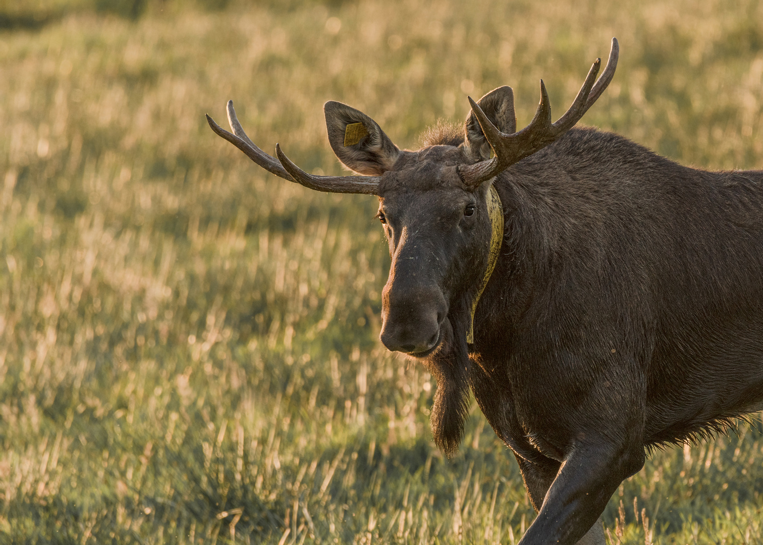 Elch (Alces alces) Foto & Bild | september, brandenburg, natur Bilder ...