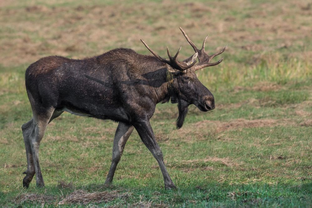 Elch (Alces alces) Foto & Bild | tiere, wildlife, säugetiere Bilder auf ...