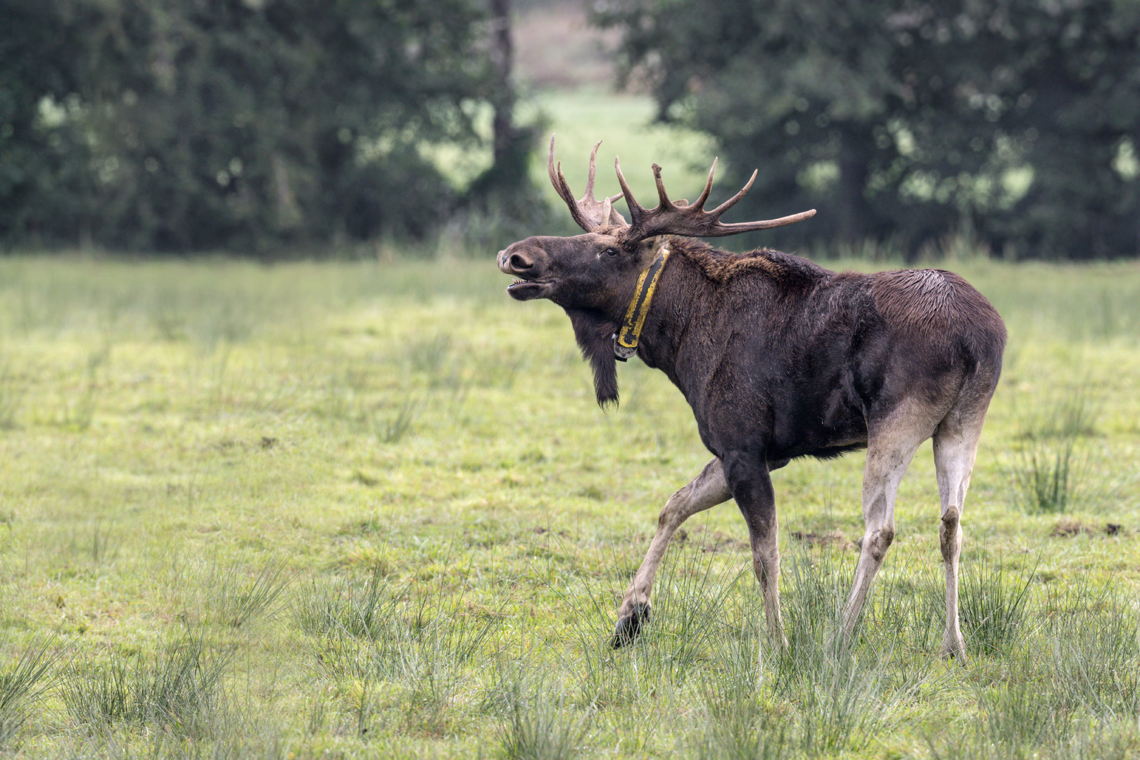 Elch (Alces alces) Foto & Bild | brandenburg, natur, männchen Bilder ...