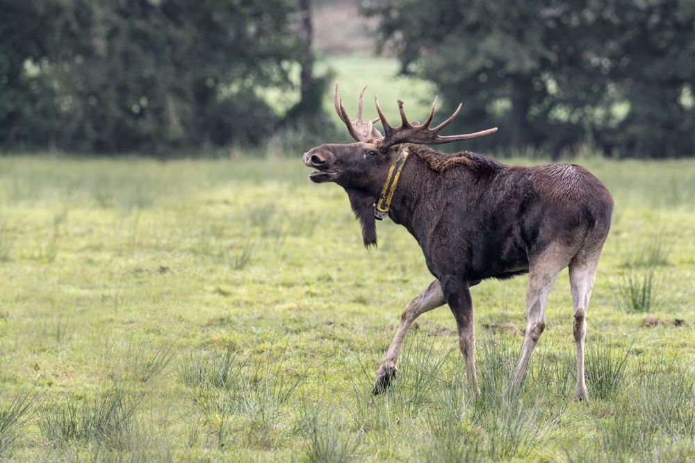 Elch (Alces alces) Foto & Bild | brandenburg, natur, männchen Bilder ...