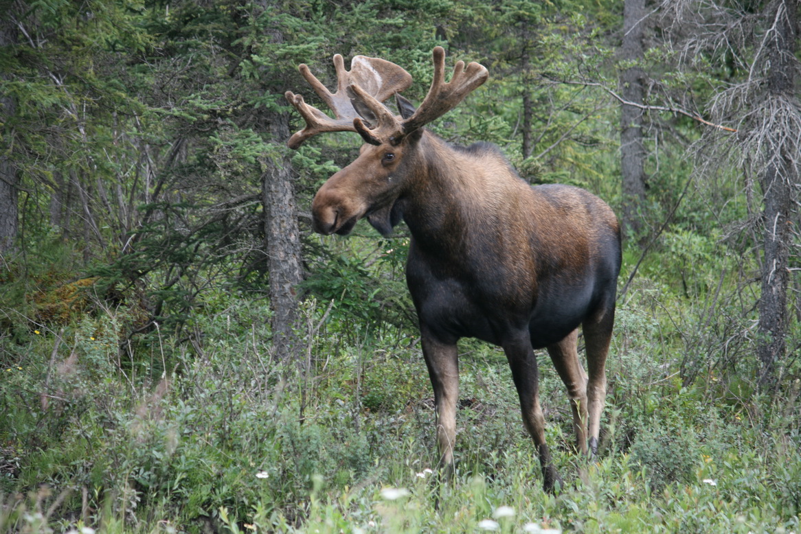 Elch am Strassenrand Foto & Bild | tiere, wildlife, säugetiere Bilder ...