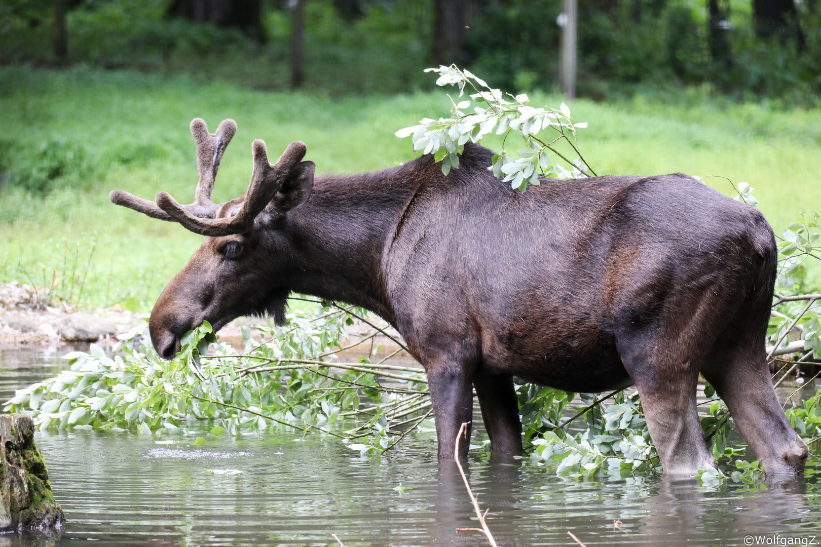 Elch beim Frühstück Foto & Bild | natur, zoo, tiere Bilder auf ...