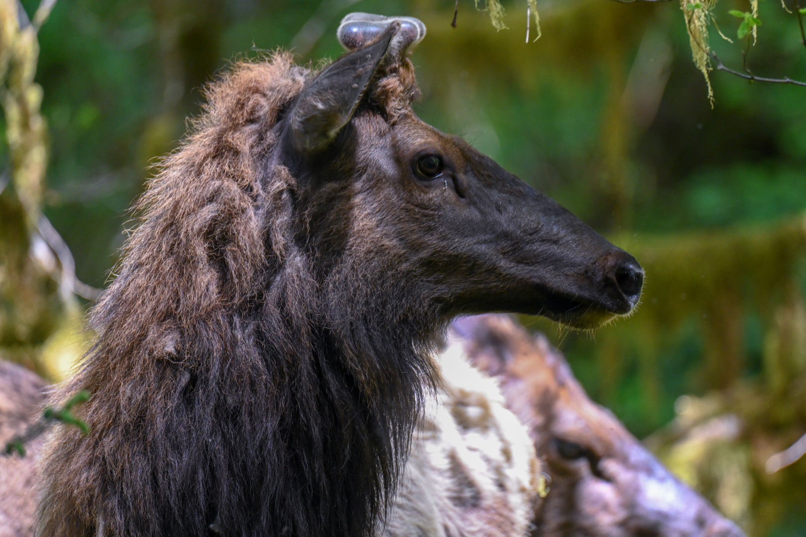 Elch Foto & Bild | tiere, wildlife, säugetiere Bilder auf fotocommunity