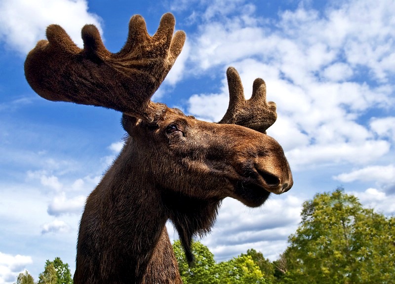 Elch Foto & Bild | tiere, zoo, wildpark & falknerei, säugetiere Bilder ...