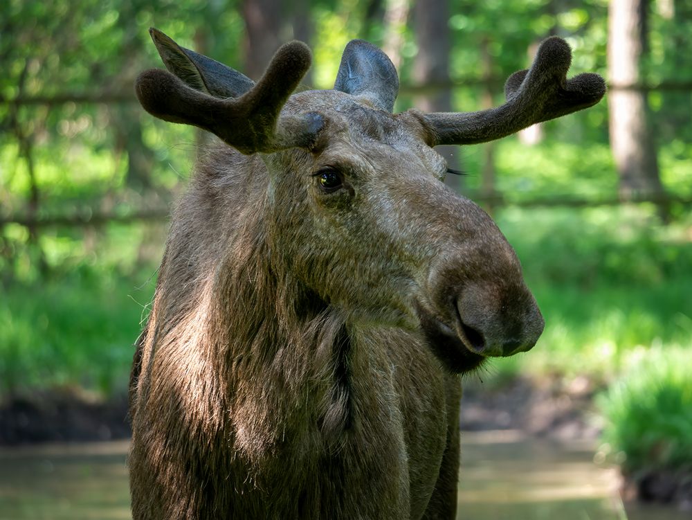 Elch II Foto & Bild | world, natur, zoo Bilder auf fotocommunity