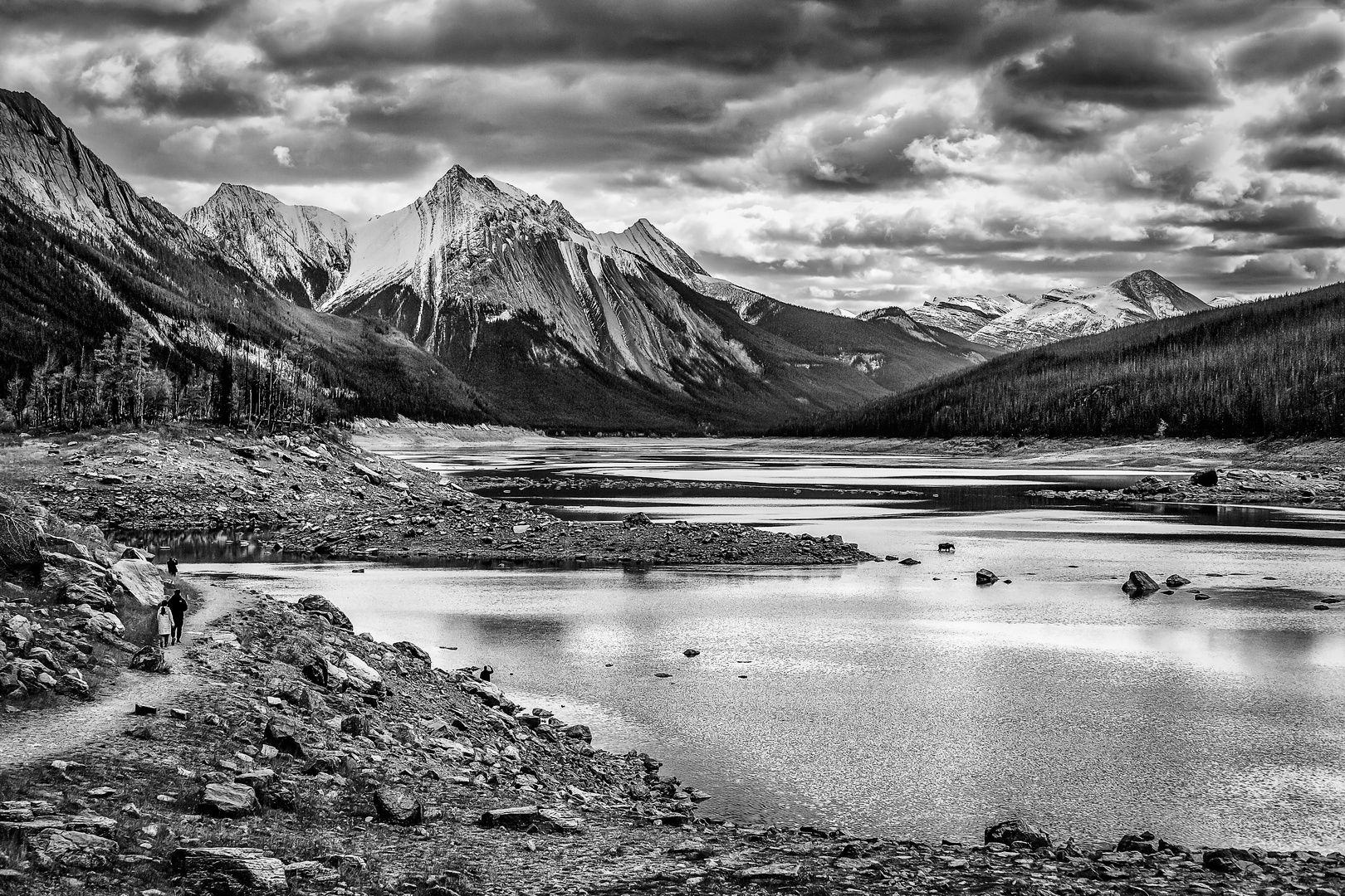 Elch im See_sw Foto & Bild | north america, canada, landschaft Bilder ...