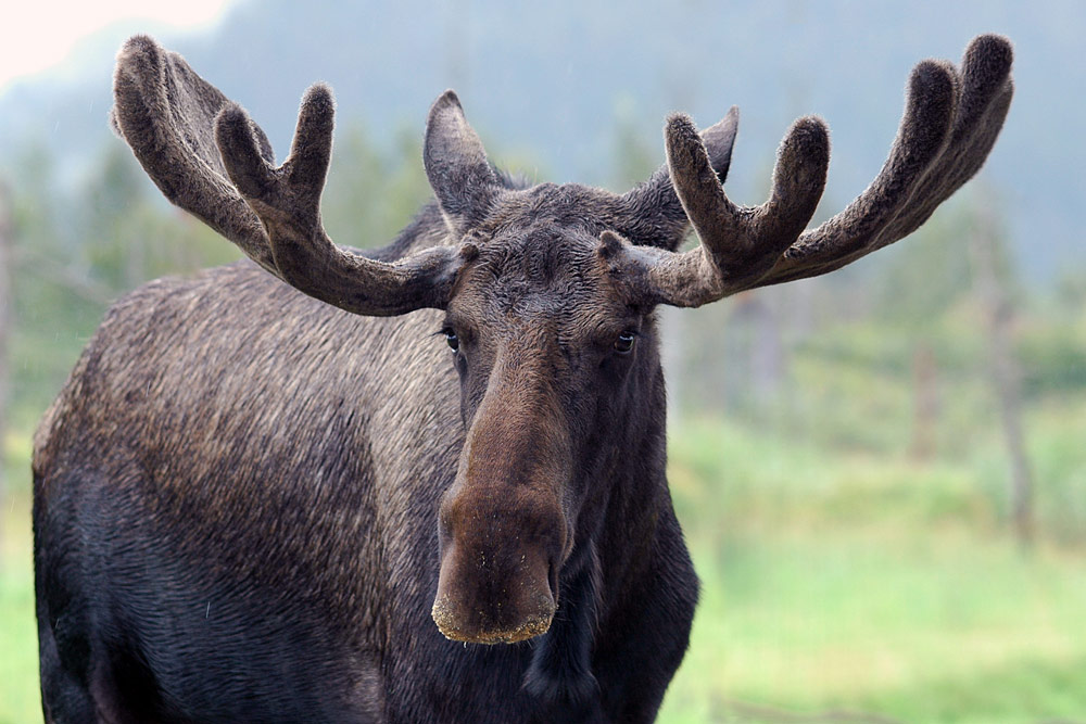 Elch in freier Wildbahn Foto & Bild | tiere, wildlife, säugetiere ...