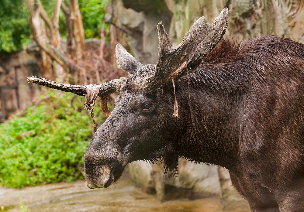 Elch-Portrait Foto & Bild | landschaft, lebensräume, park Bilder auf ...