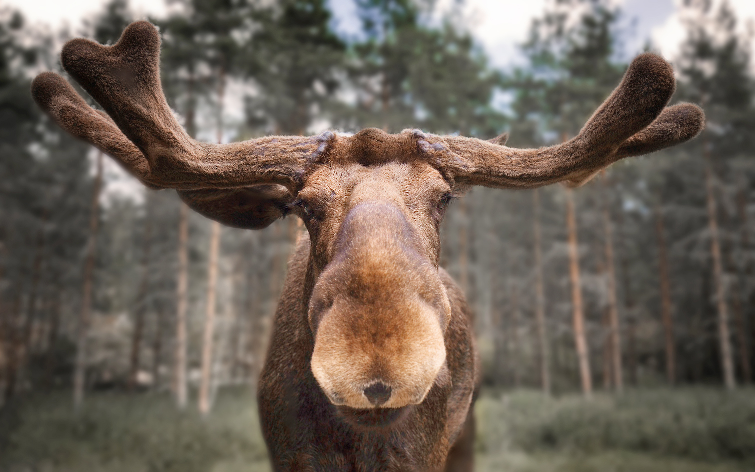 Elch-Portrait Foto & Bild | tiere, world, schweden Bilder auf fotocommunity