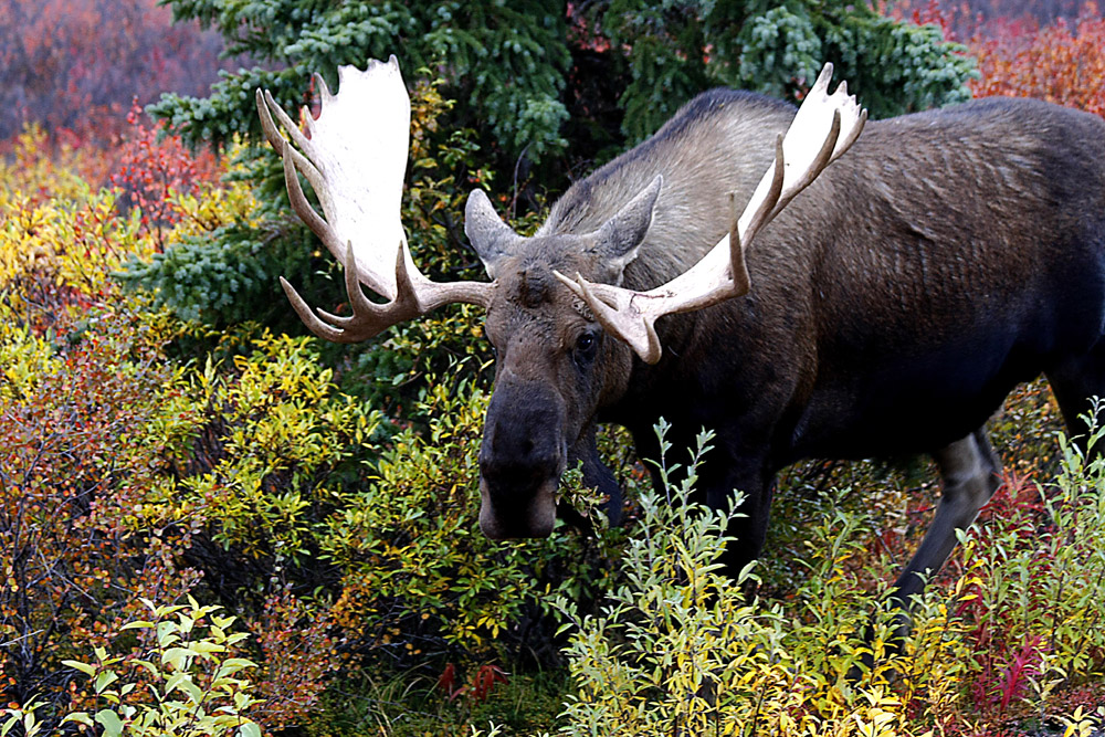 Elche in Alaska Foto & Bild | north america, united states, alaska ...