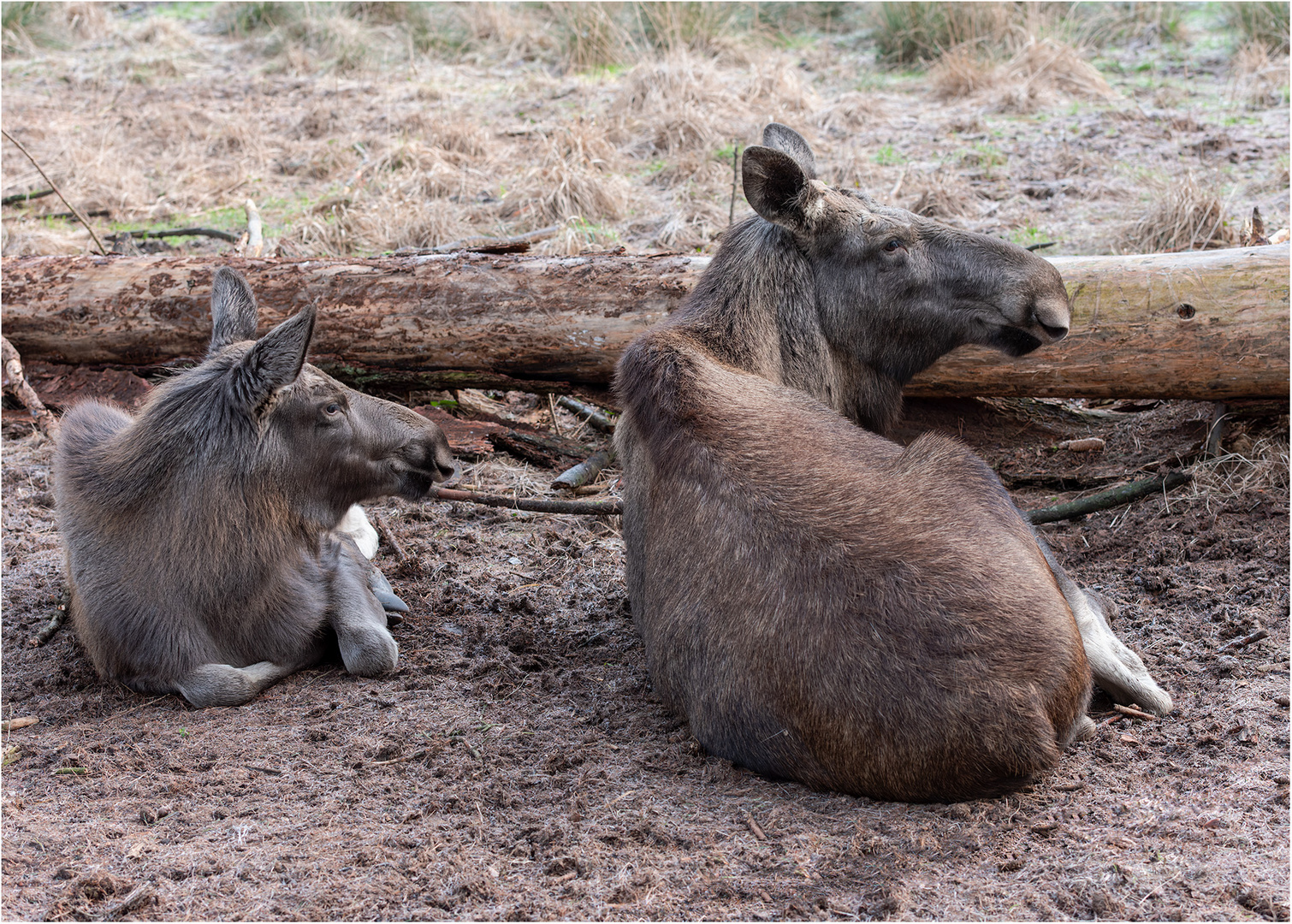 Elchkuh mit Kalb Foto & Bild | nature, natur, portrait Bilder auf ...