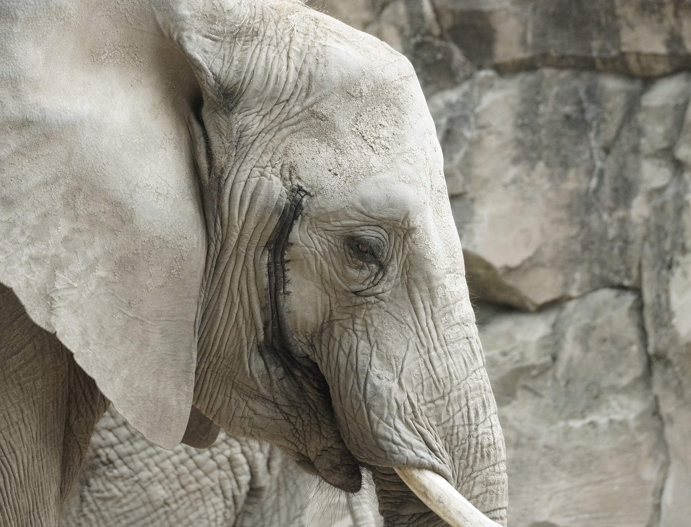 Elefant Foto & Bild | natur, elefant, zoo Bilder auf fotocommunity