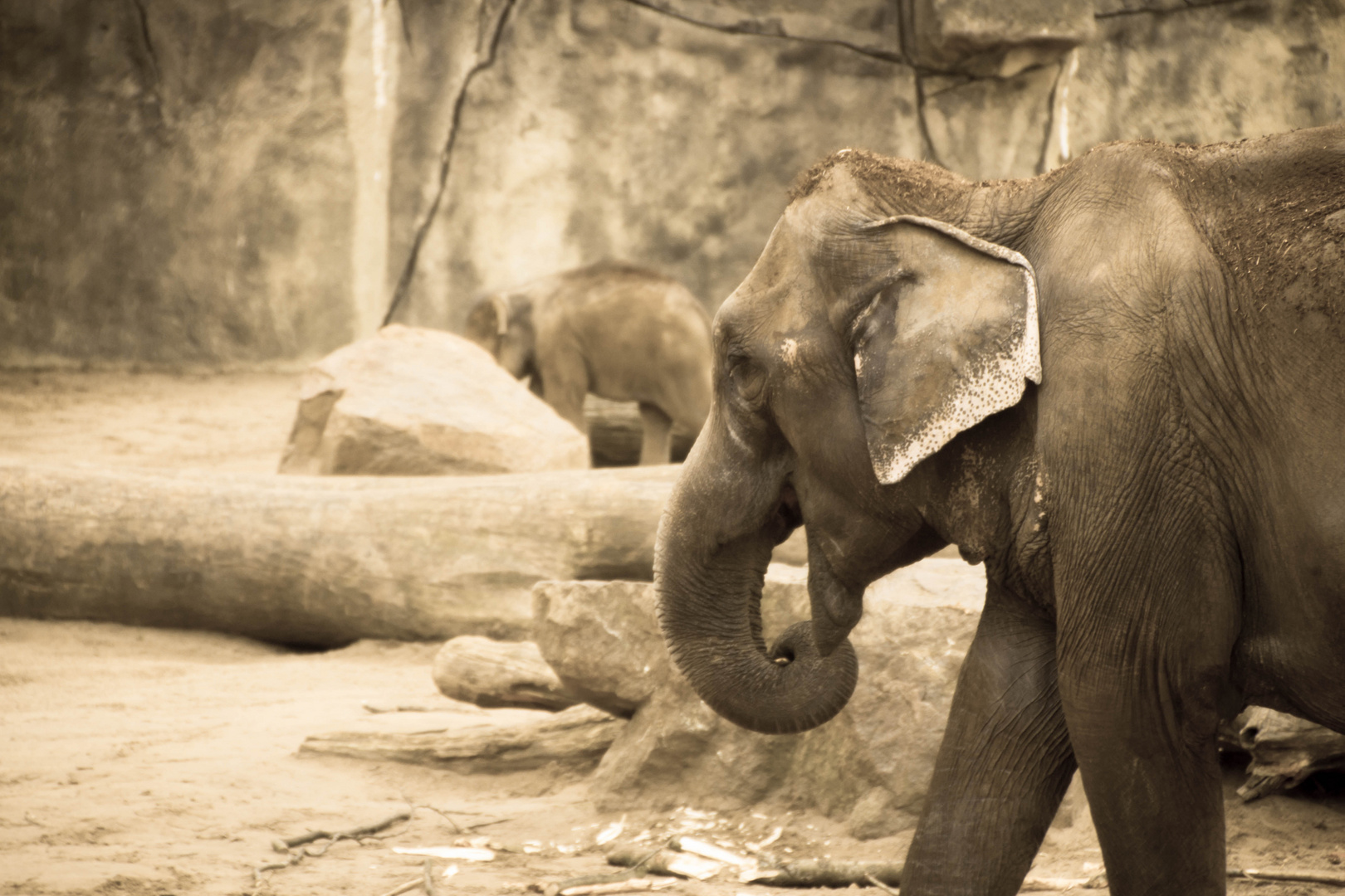 Elefant Foto & Bild | natur, elefant, tier Bilder auf fotocommunity